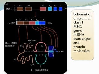 MHC: Major Histocompetability Complex | PPTX | Genetics | Science