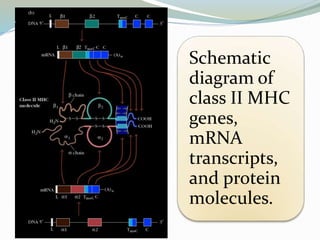 MHC: Major Histocompetability Complex | PPTX | Genetics | Science