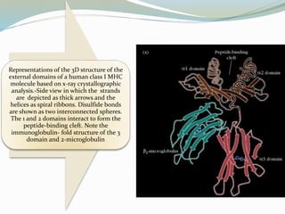 MHC: Major Histocompetability Complex | PPTX | Genetics | Science