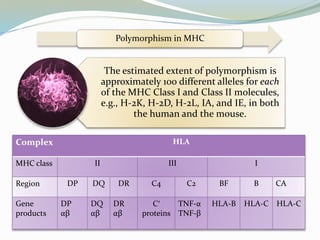 MHC: Major Histocompetability Complex | PPTX | Genetics | Science