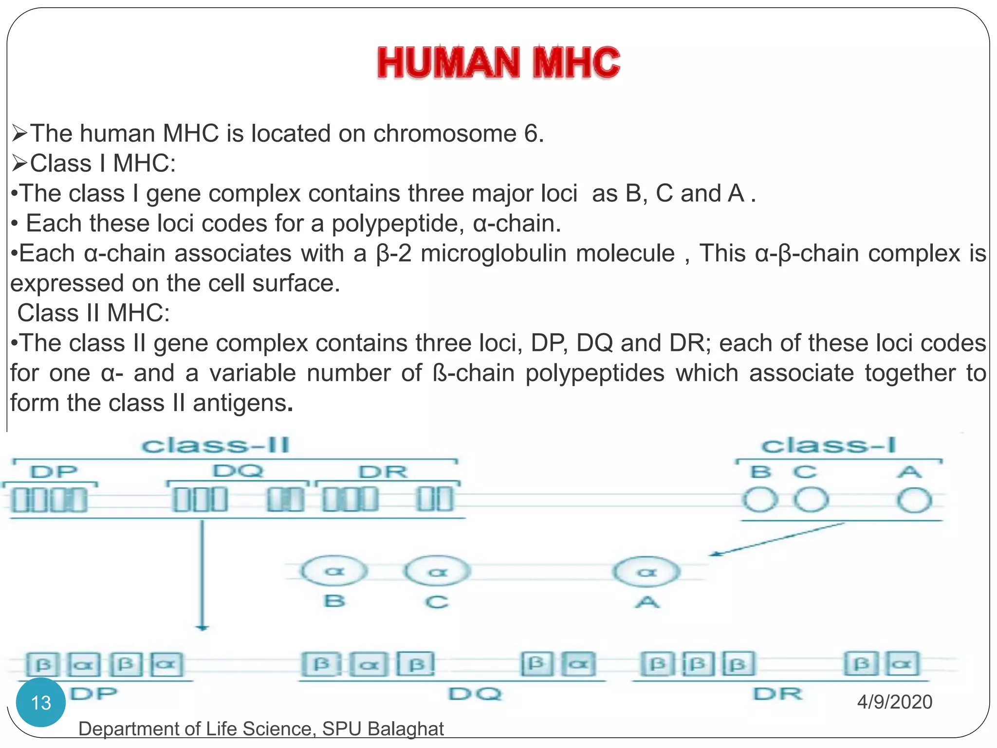 Major Histocompatibility Complex (MHC) | PPT