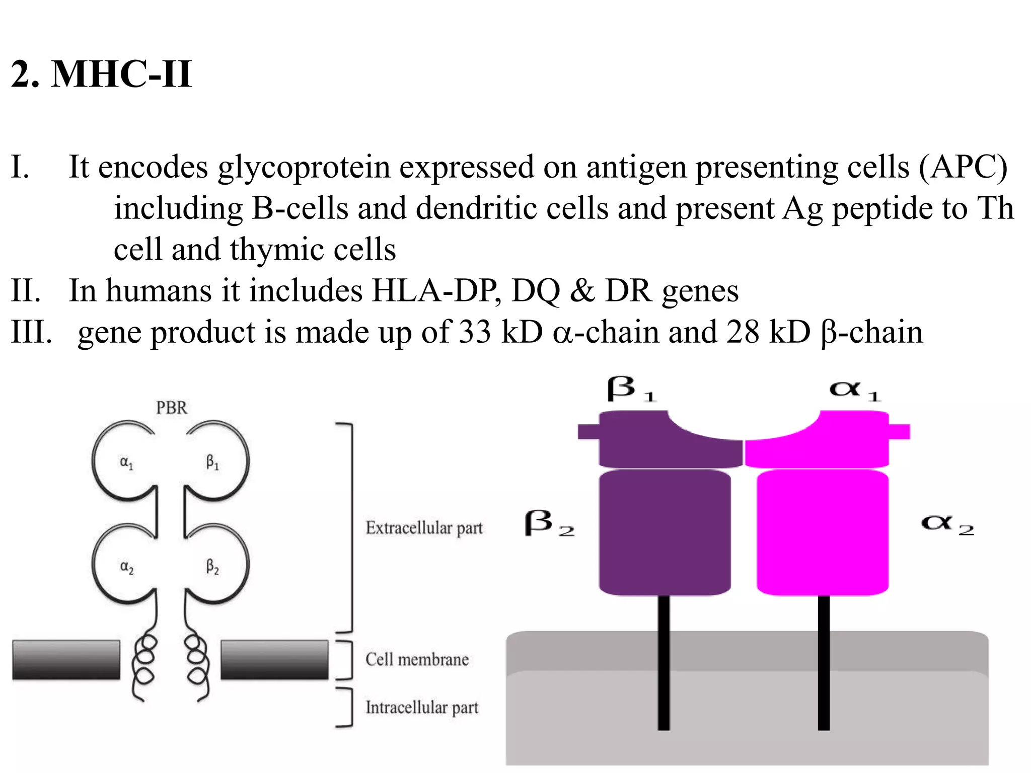 MHC, STRUCTURE AND FUNCTION | PPTX