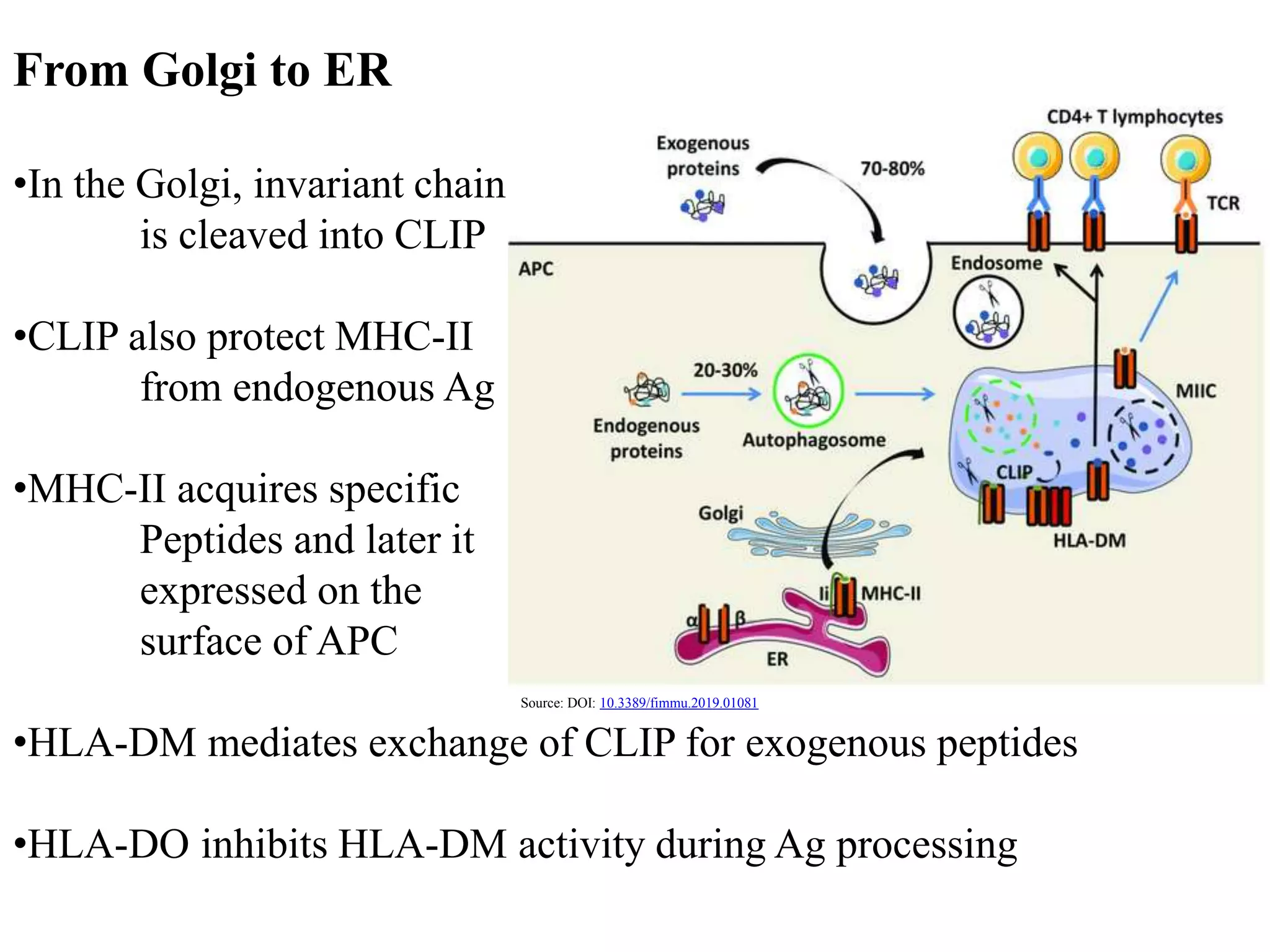MHC, STRUCTURE AND FUNCTION | PPTX