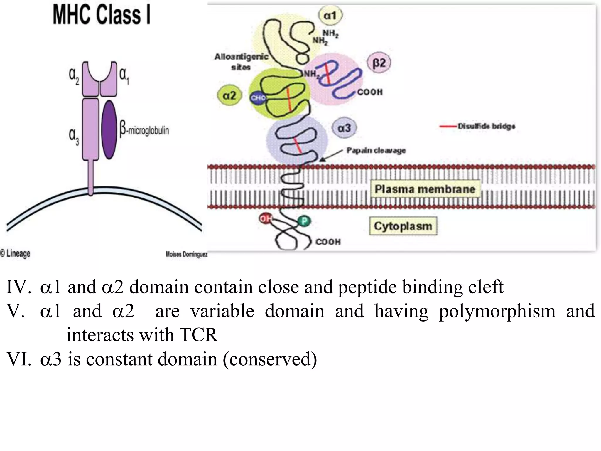 MHC, STRUCTURE AND FUNCTION | PPTX