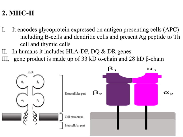 MHC, STRUCTURE AND FUNCTION | PPTX
