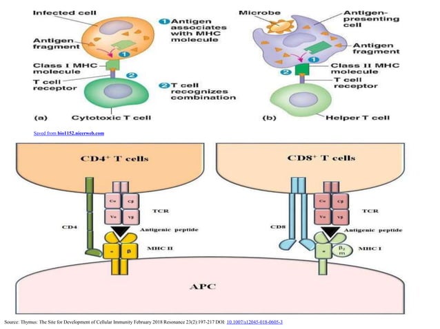 MHC, STRUCTURE AND FUNCTION | PPTX