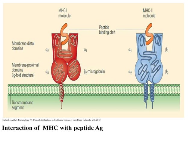 MHC, STRUCTURE AND FUNCTION | PPTX
