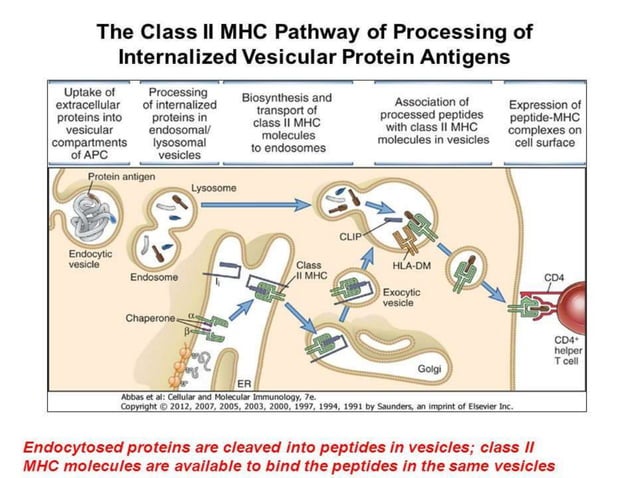 MHC, STRUCTURE AND FUNCTION | PPTX
