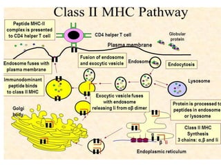 MHC, STRUCTURE AND FUNCTION | PPTX