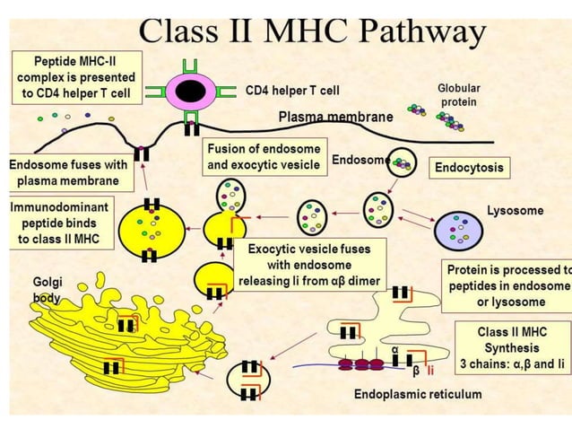 MHC, STRUCTURE AND FUNCTION | PPTX