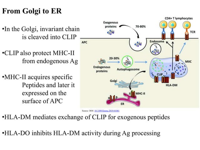 MHC, STRUCTURE AND FUNCTION | PPTX