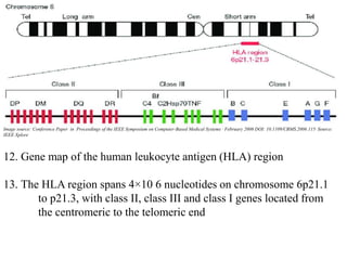 MHC, STRUCTURE AND FUNCTION | PPTX