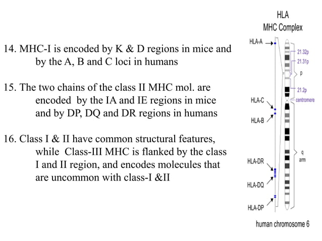 MHC, STRUCTURE AND FUNCTION | PPTX