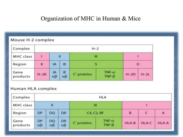 MHC, STRUCTURE AND FUNCTION | PPTX