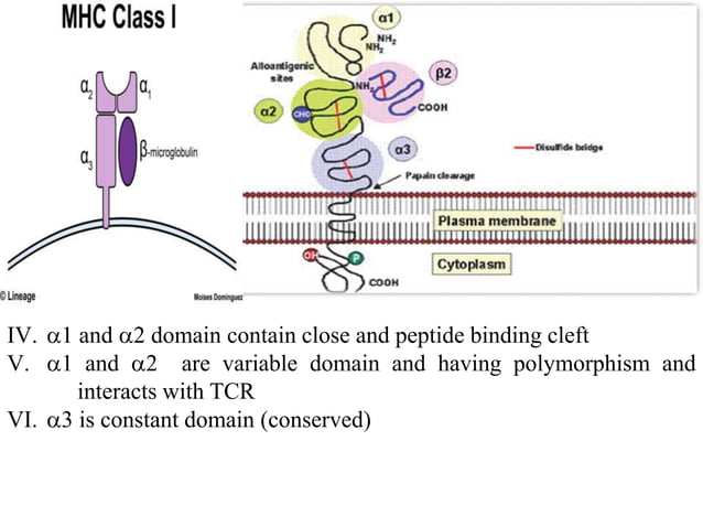 MHC, STRUCTURE AND FUNCTION | PPTX