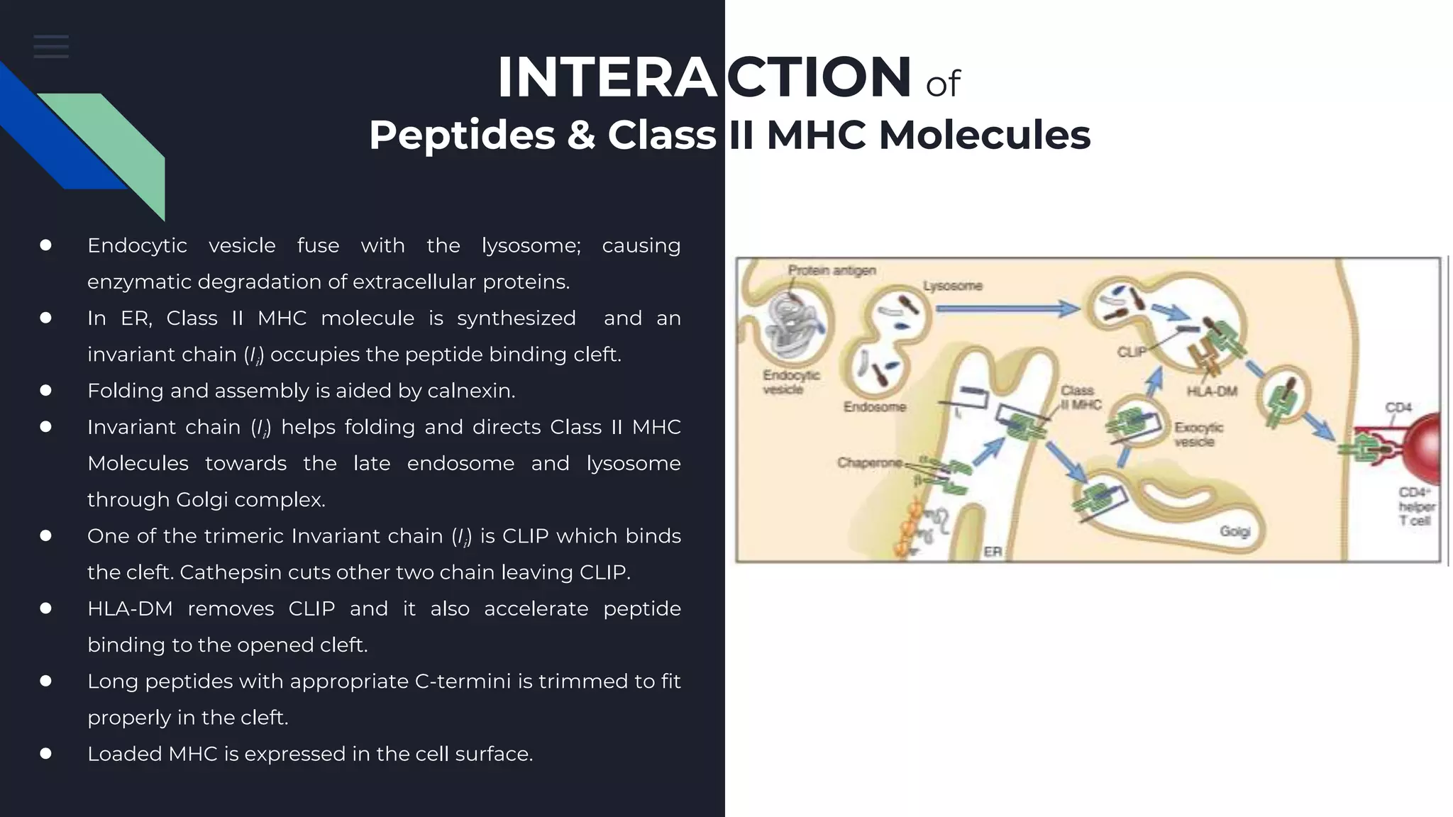A Short Note on MHC Molecules | PPT