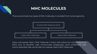 A Short Note on MHC Molecules | PPT