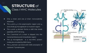 A Short Note on MHC Molecules | PPT