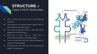 A Short Note on MHC Molecules | PPT