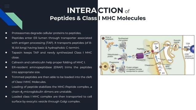 A Short Note on MHC Molecules | PPT | Free Download