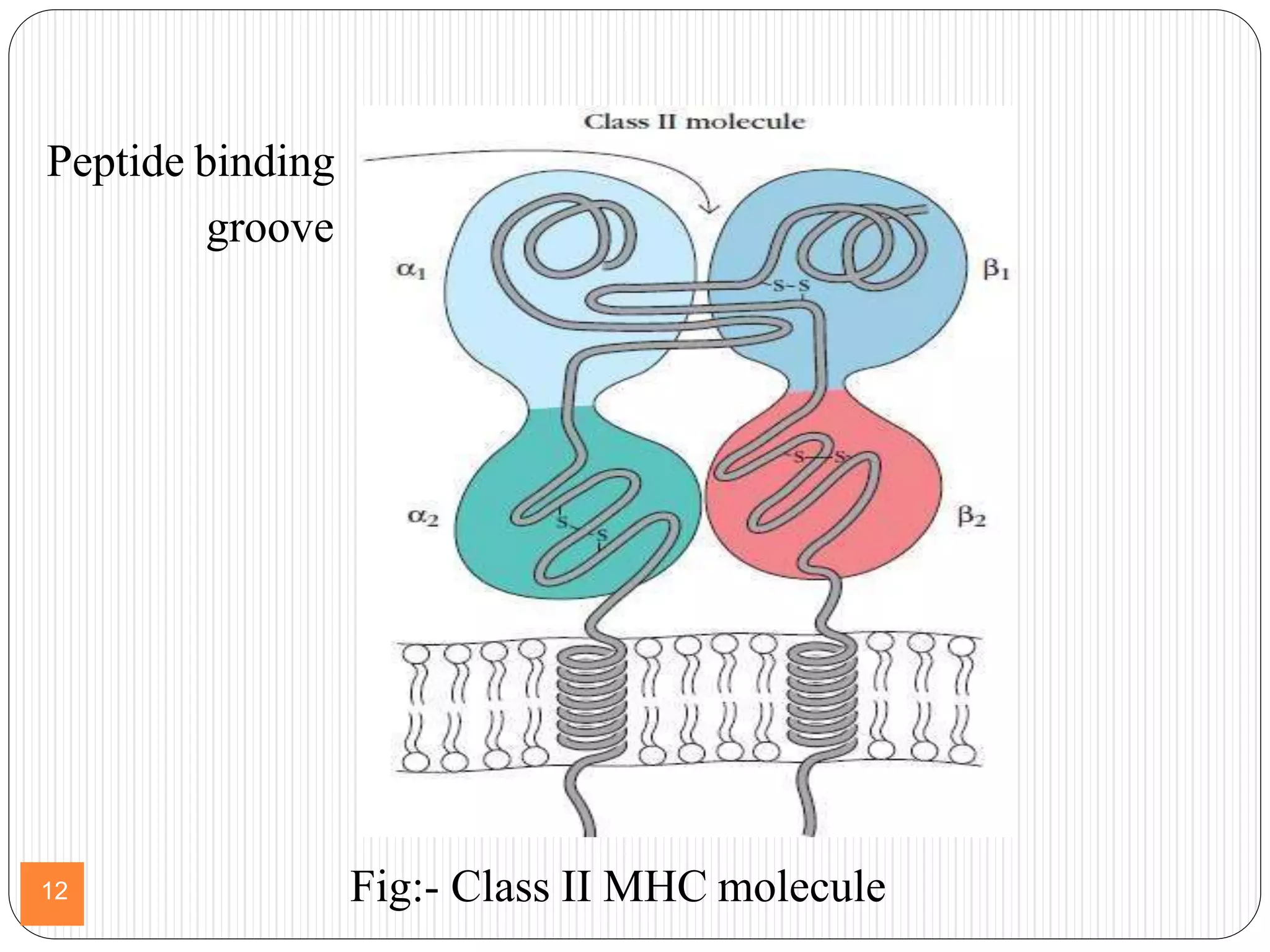 MHC- Major Histocompactibility complex -Definition, classification ...
