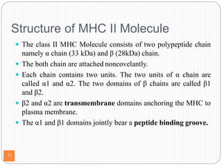 MHC- Major Histocompactibility complex -Definition, classification ...