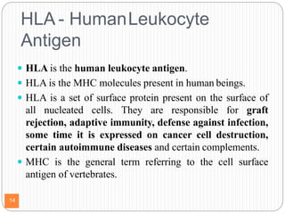 MHC- Major Histocompactibility complex -Definition, classification ...