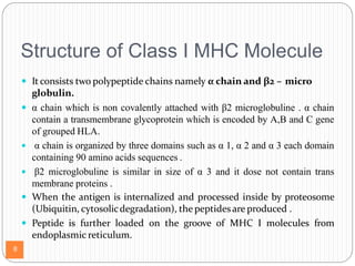 MHC- Major Histocompactibility complex -Definition, classification, structure and functions of ...
