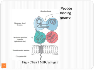 MHC- Major Histocompactibility complex -Definition, classification ...