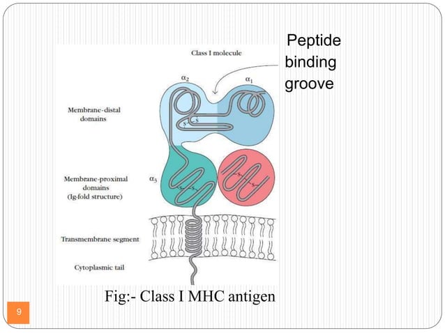 MHC- Major Histocompactibility complex -Definition, classification ...