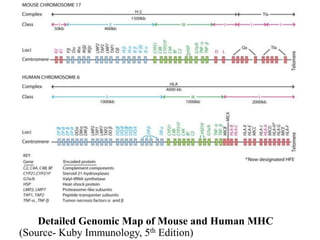 MHC Haplotypes | PPTX