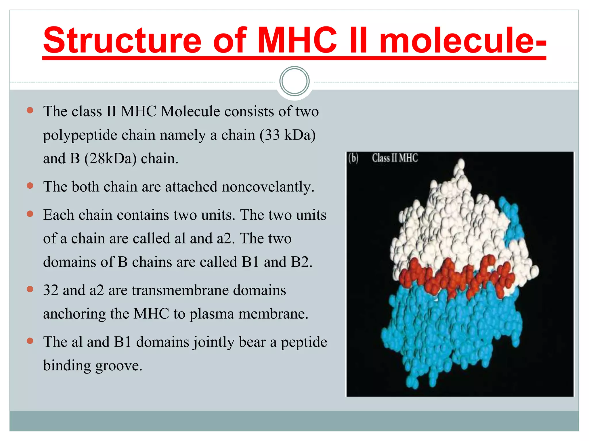 Mhc Major Histocompatibility Complex Pptx Genetics Science