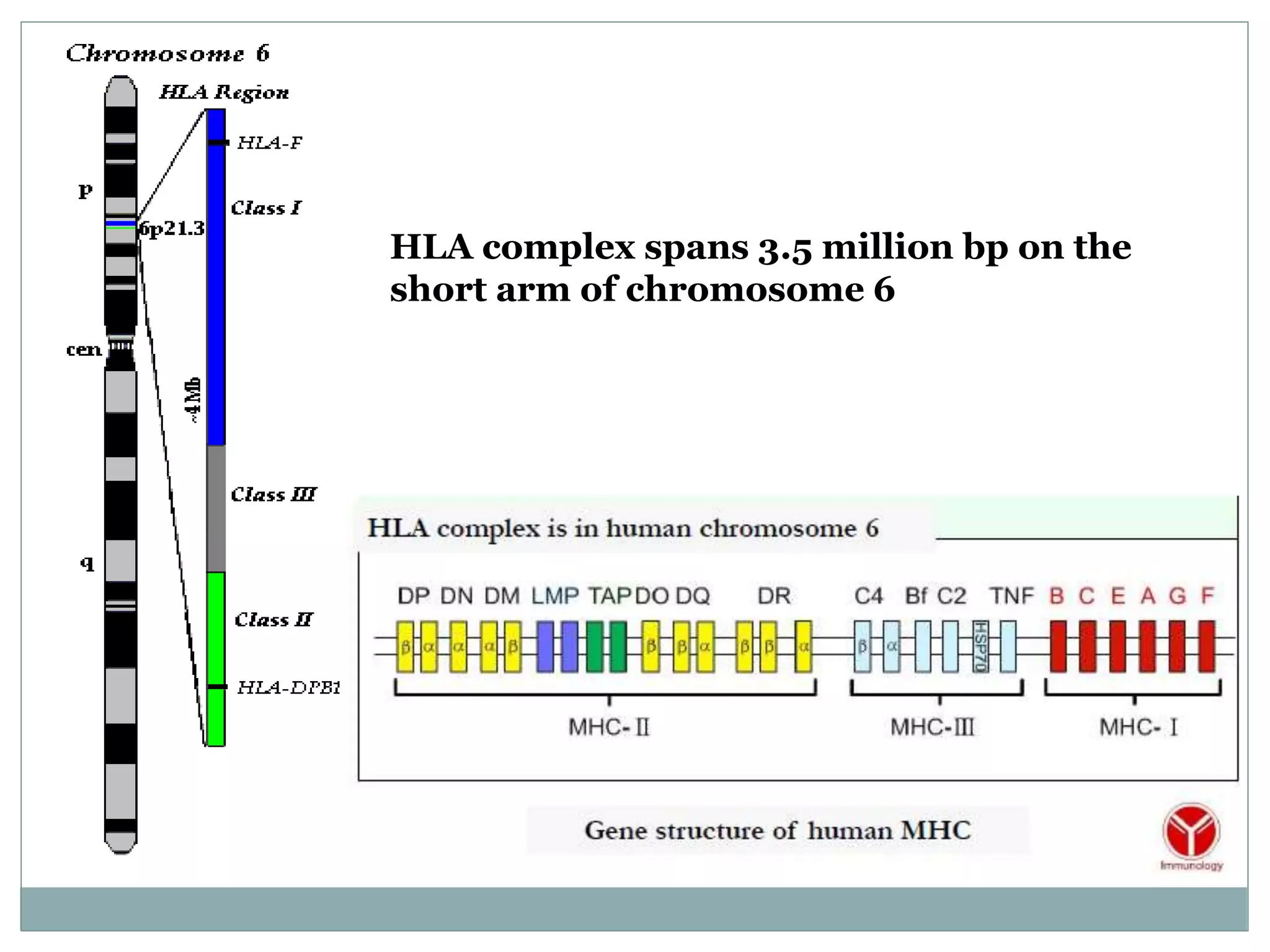 MHC major histocompatibility complex | PPTX