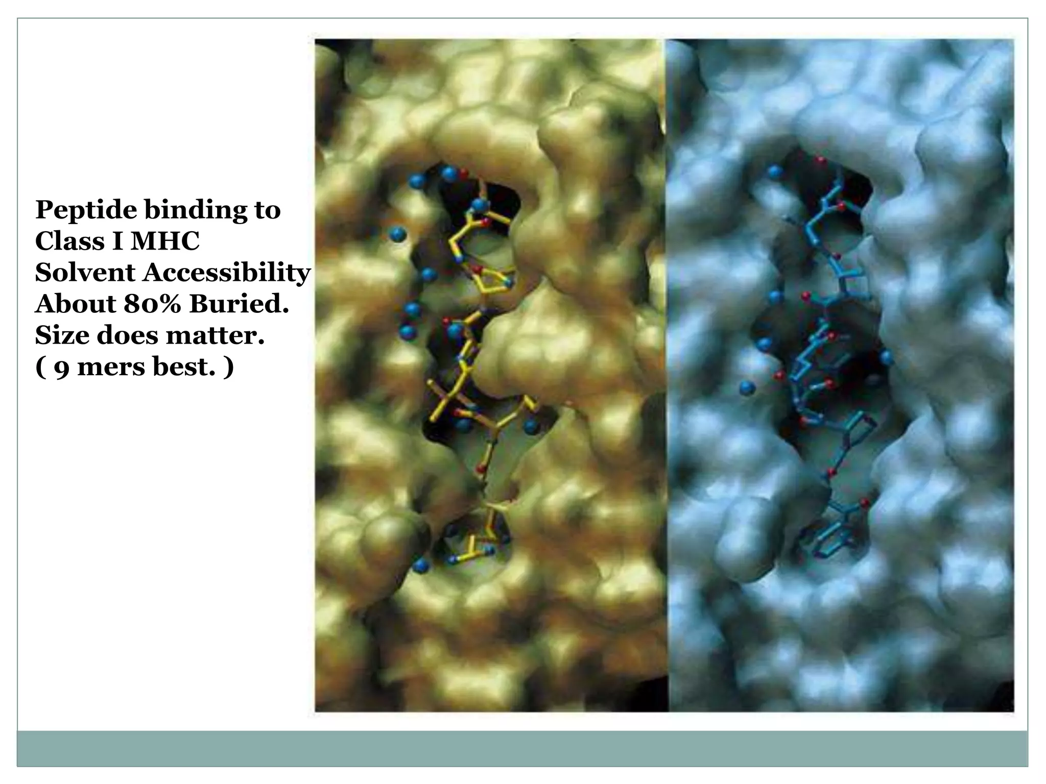 Mhc Major Histocompatibility Complex Pptx Genetics Science