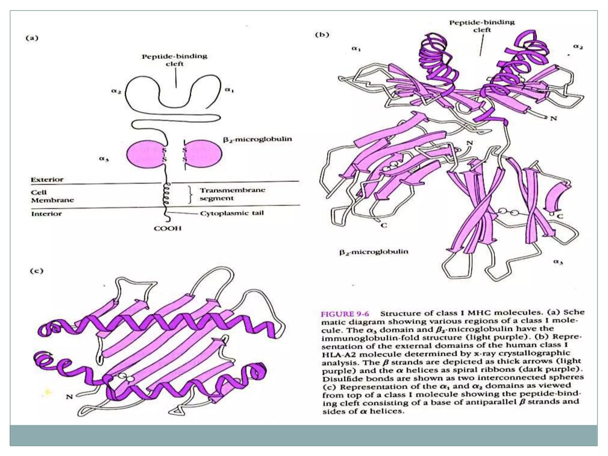 Mhc Major Histocompatibility Complex Pptx Genetics Science