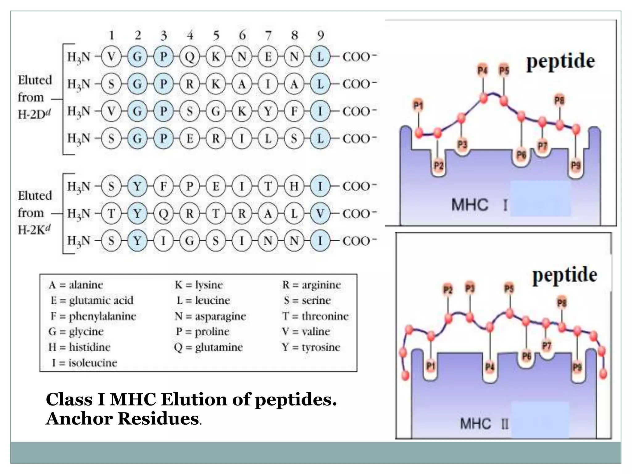 Mhc Major Histocompatibility Complex Pptx Genetics Science