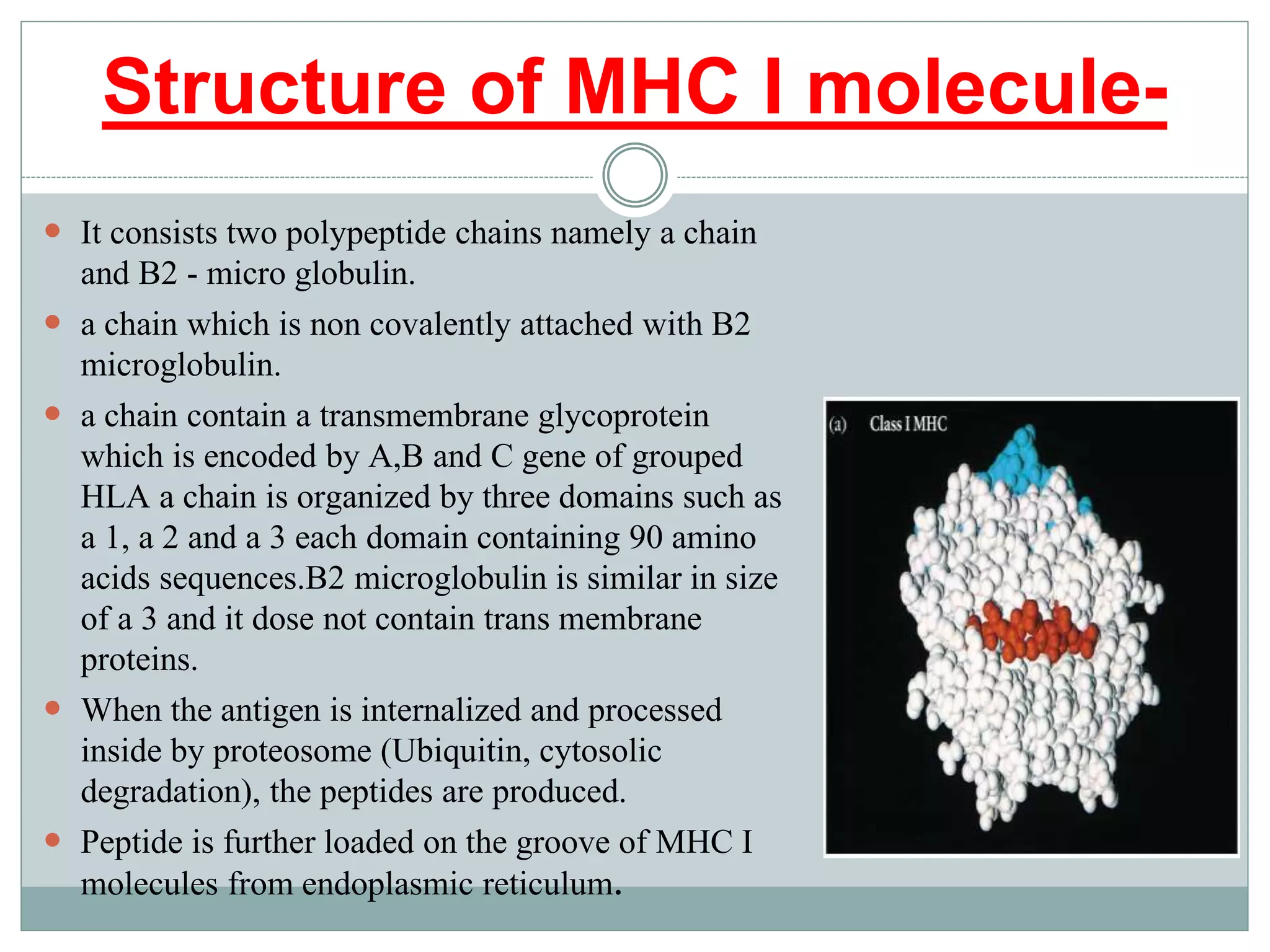 Mhc Major Histocompatibility Complex Pptx Genetics Science