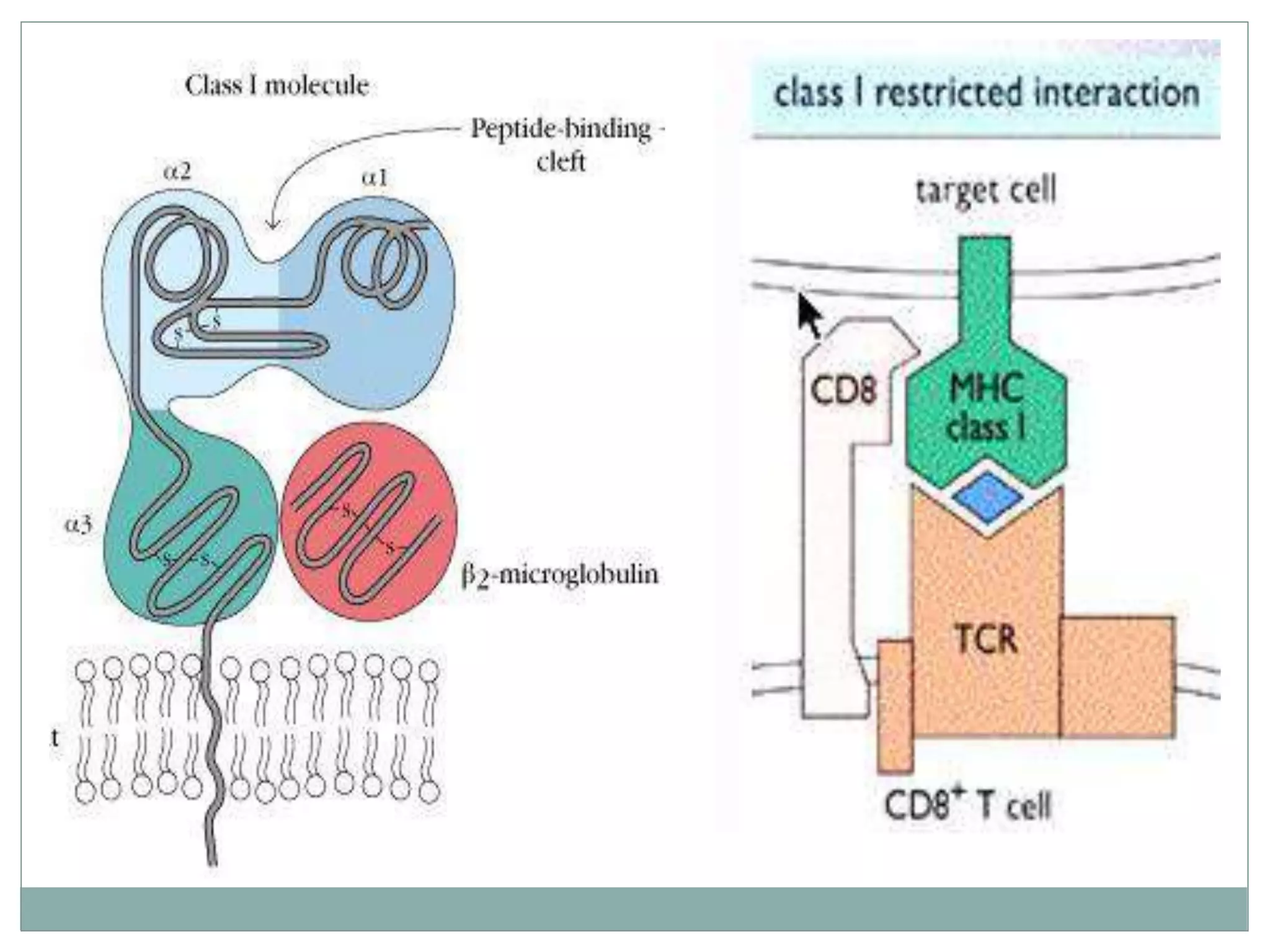 Mhc Major Histocompatibility Complex Pptx Genetics Science