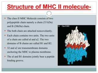 MHC major histocompatibility complex | PPTX