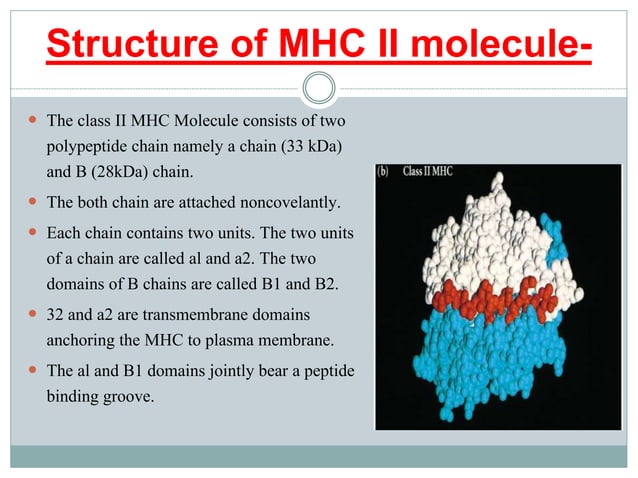 MHC major histocompatibility complex | PPTX | Genetics | Science