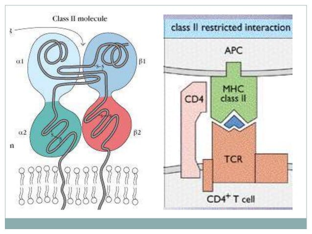 Mhc Major Histocompatibility Complex Pptx Genetics Science