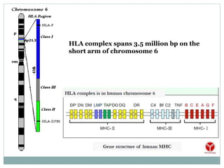 MHC major histocompatibility complex | PPTX | Genetics | Science