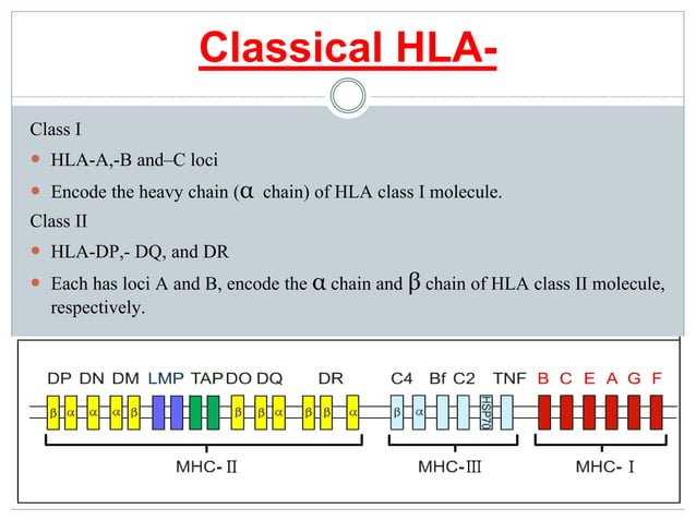 MHC major histocompatibility complex | PPTX | Genetics | Science