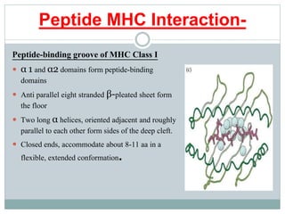 MHC major histocompatibility complex | PPTX