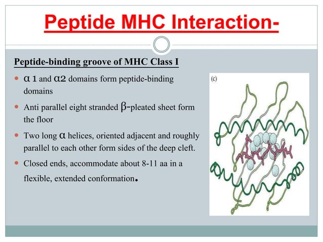 MHC major histocompatibility complex | PPTX | Genetics | Science