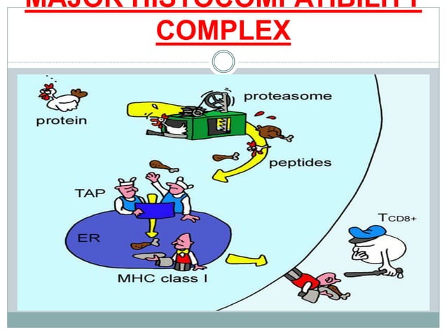 Mhc Major Histocompatibility Complex Pptx Genetics Science