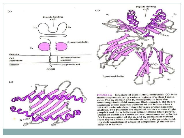 Mhc Major Histocompatibility Complex Pptx Genetics Science