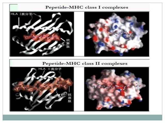 MHC major histocompatibility complex | PPTX | Genetics | Science