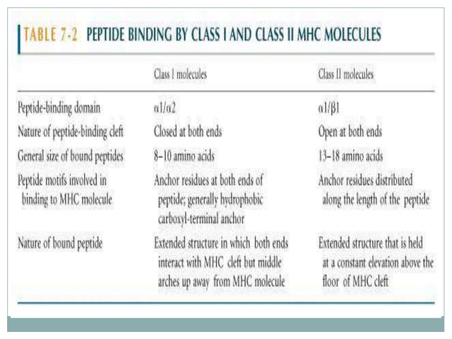 MHC major histocompatibility complex | PPTX | Genetics | Science