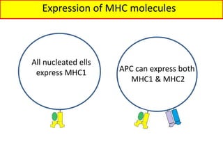 Mhc | PPT